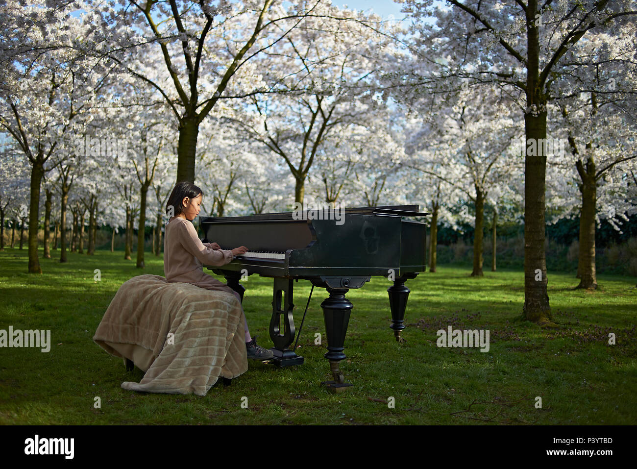 Young Asian girl sitting in the middle of a Japanese Cherry Blossom ...