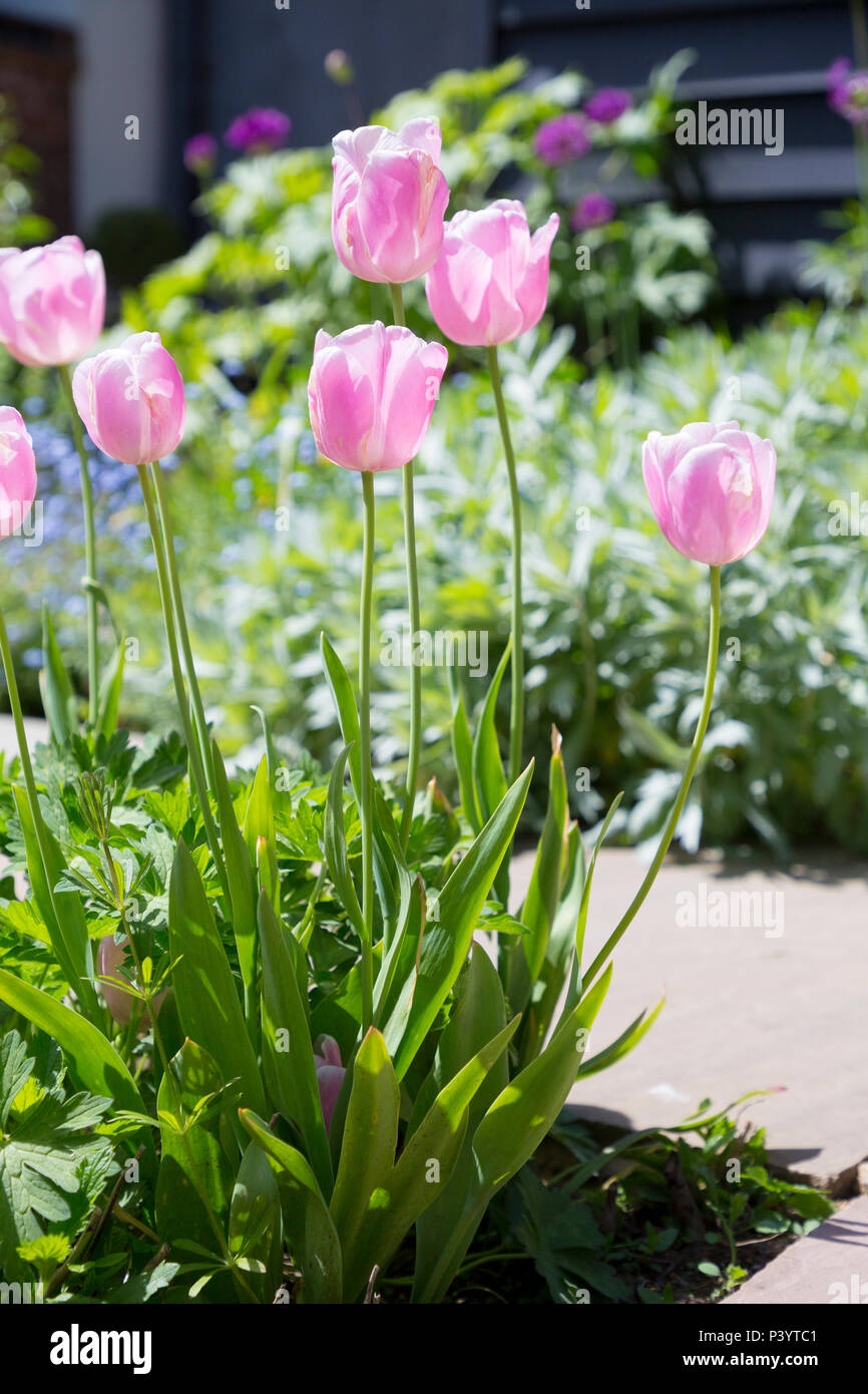 Tulip pink diamond hi-res stock photography and images - Alamy