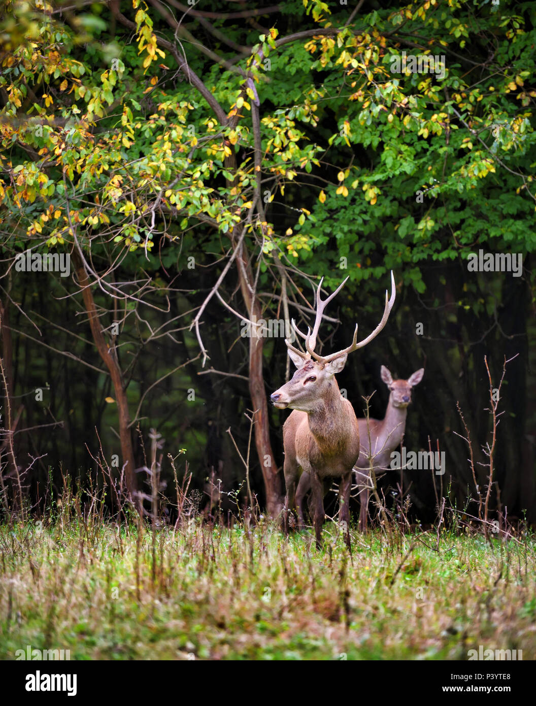Wildlife wild animal adult male autumn portrait grass field hi-res ...