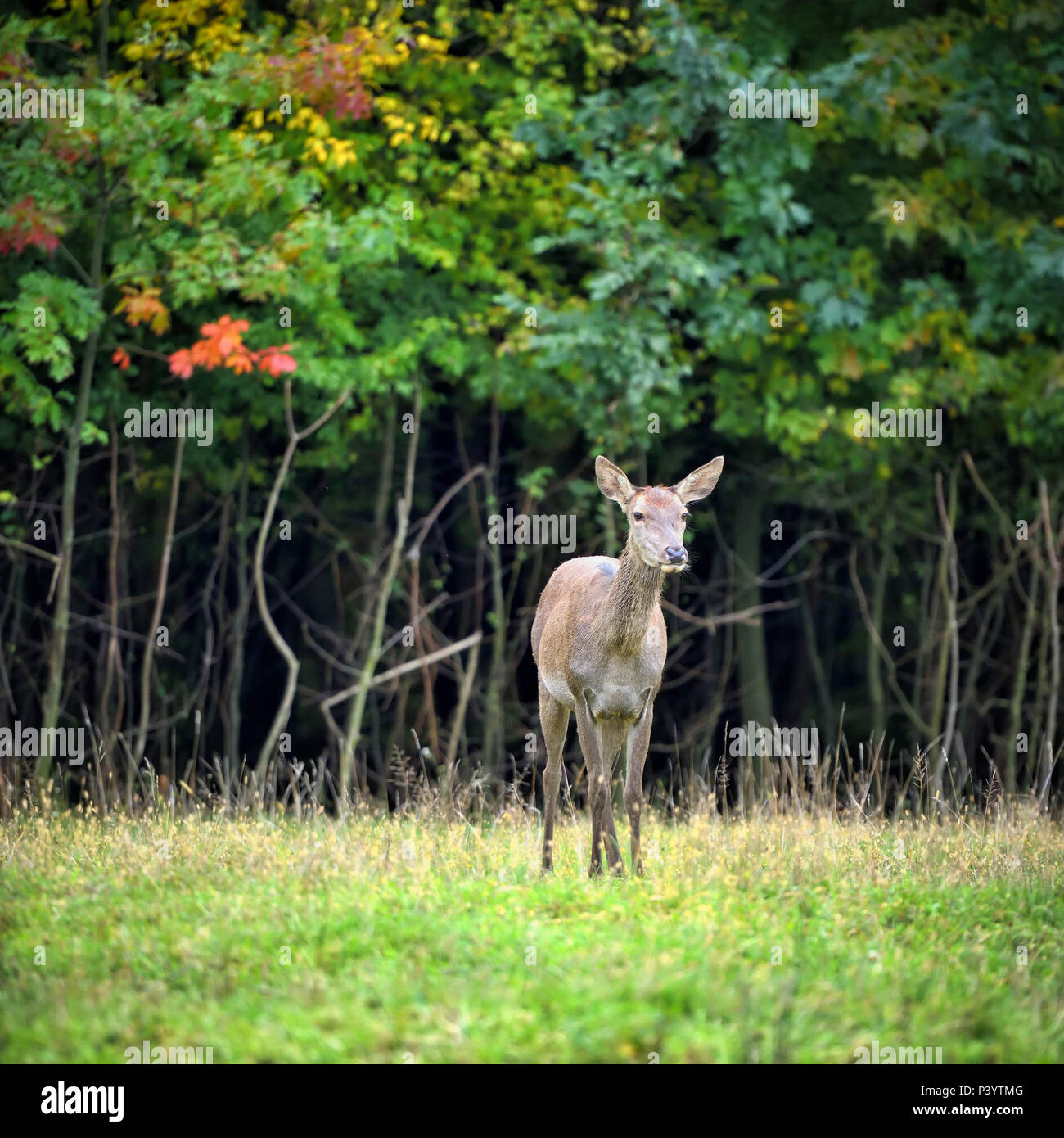 Female Red deer standing in autumn forest. Wild animals in natural ...