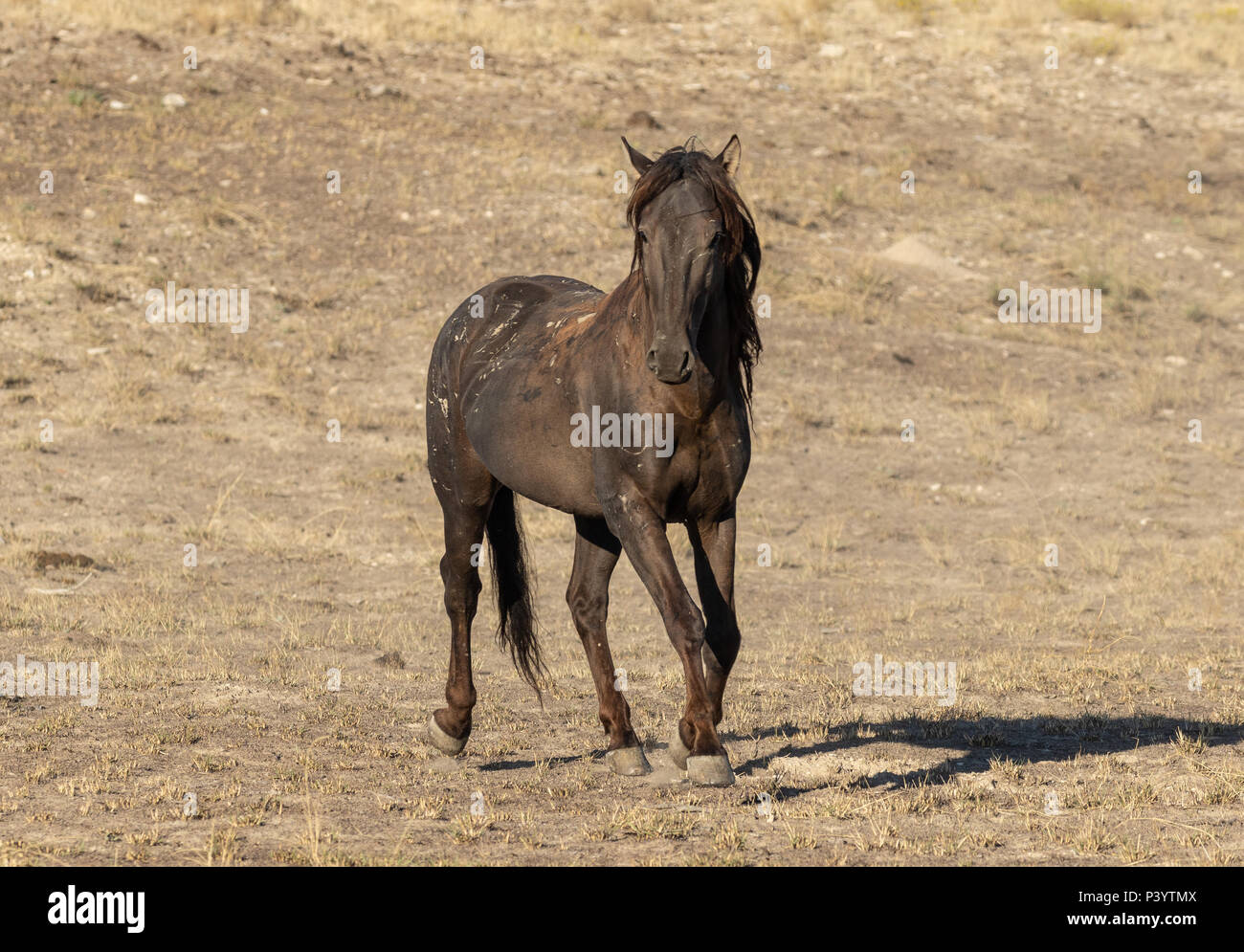 Wild Horse Stallion Stock Photo - Alamy