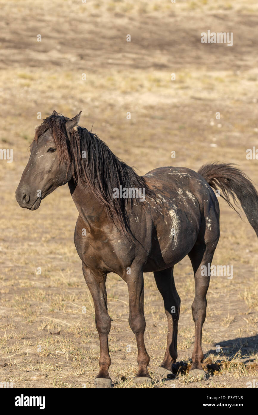 Wild Horse Stallion Stock Photo - Alamy