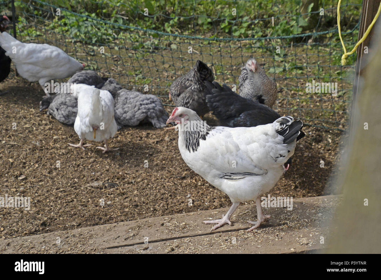Laying hens hi-res stock photography and images - Alamy