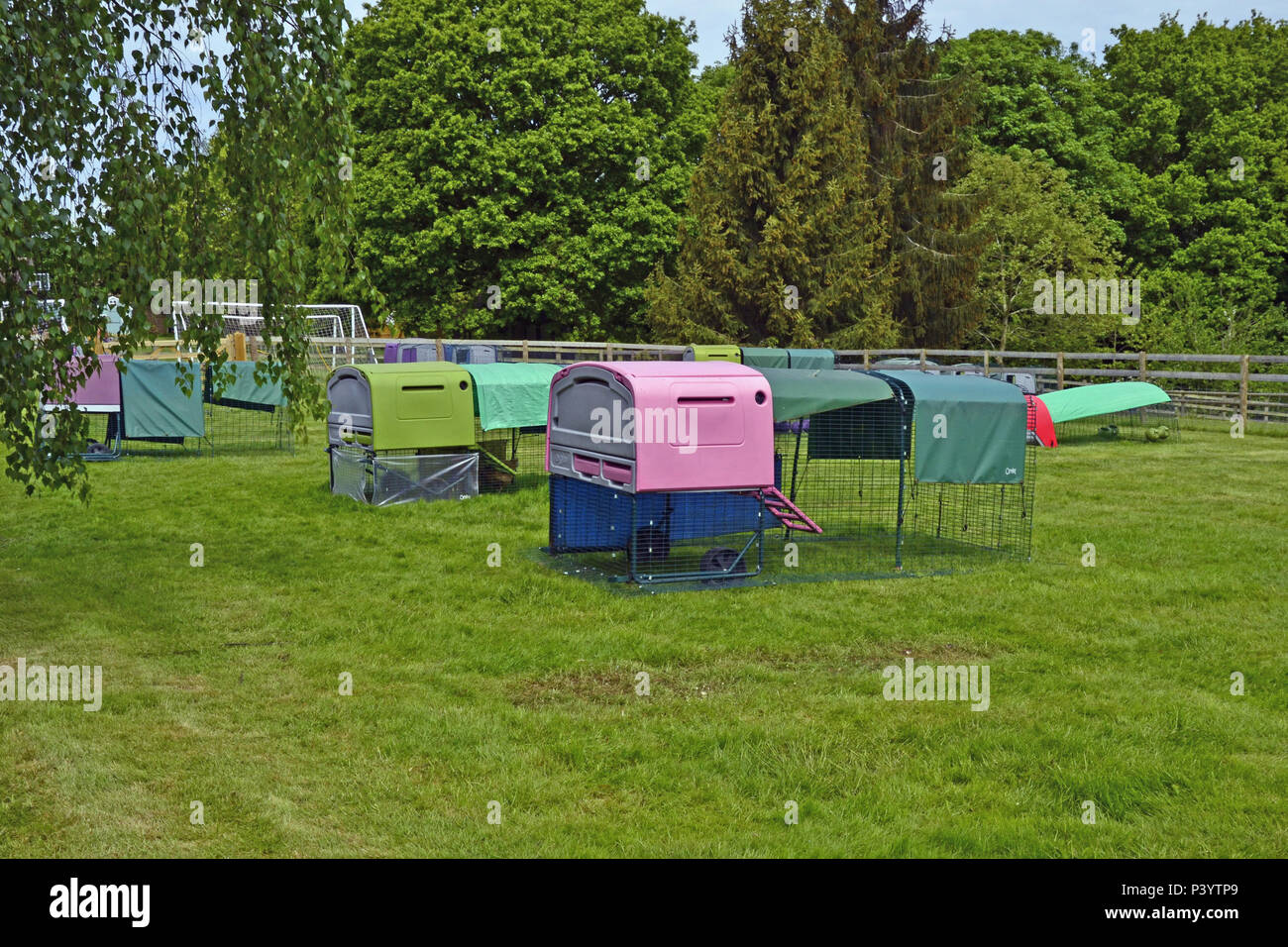 Chicken Boarding while people go on away. Hens' holiday accommodation ...