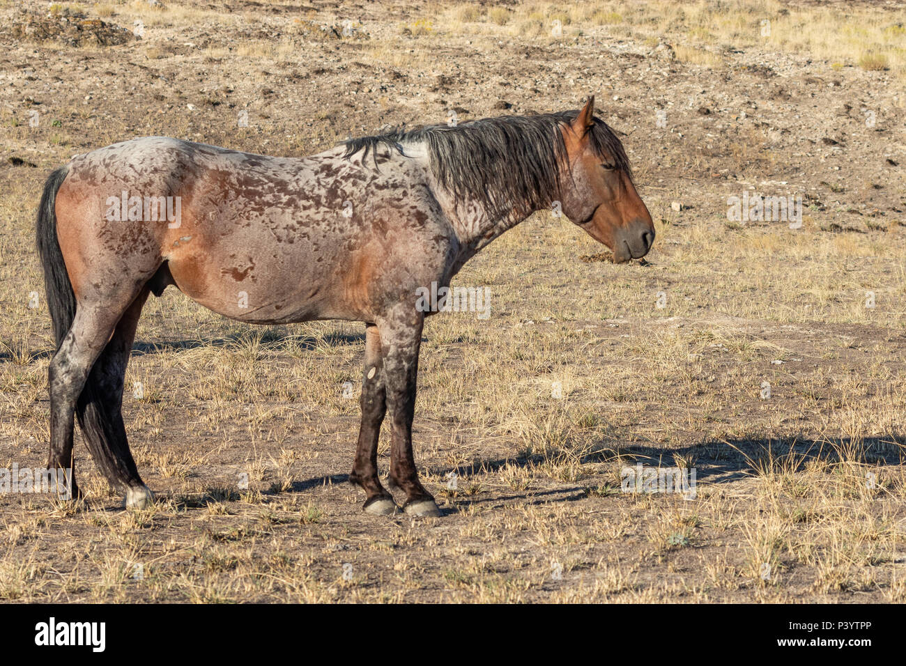Wild Horse Stallion Stock Photo - Alamy