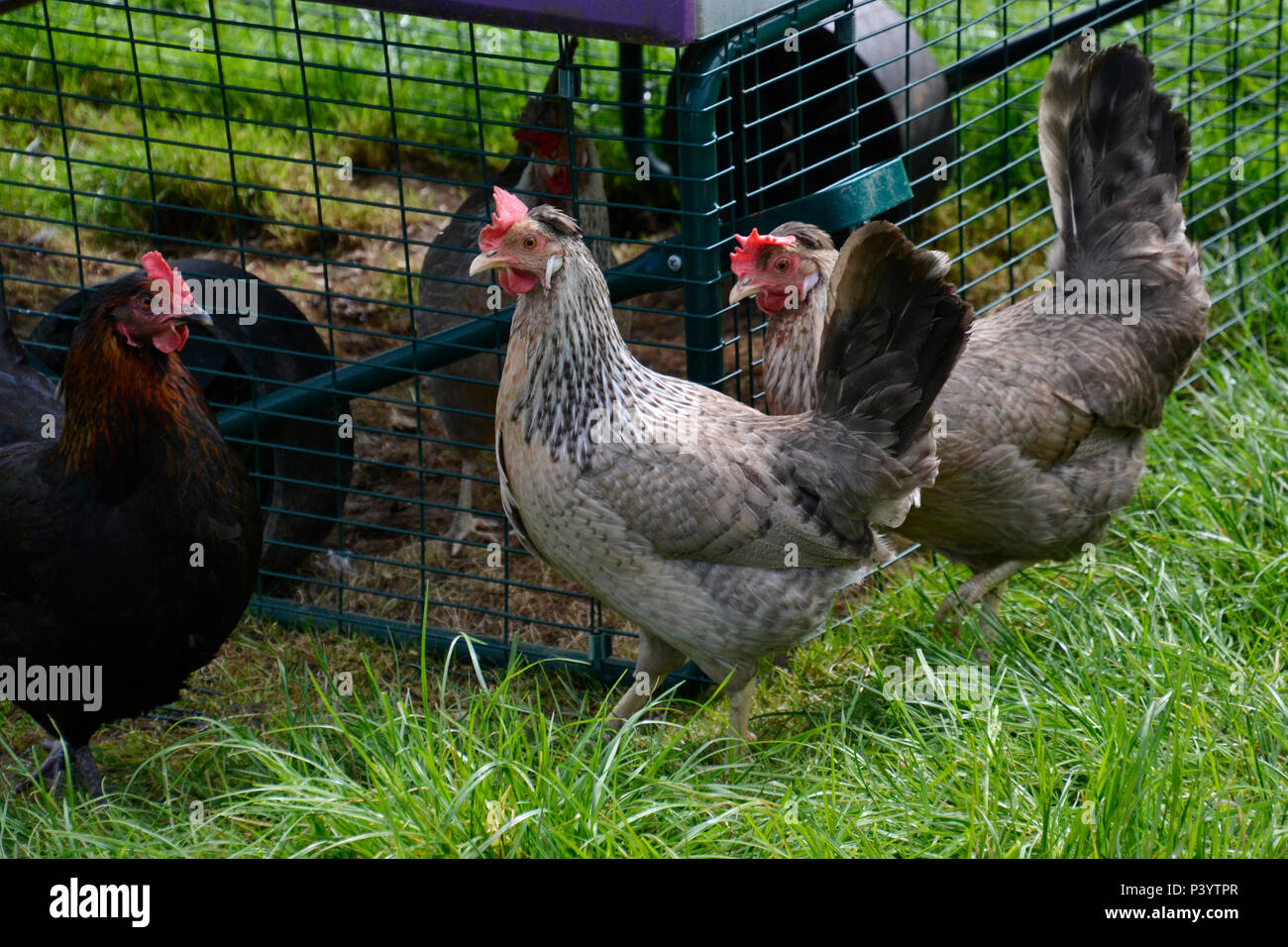 Maran Hen High Resolution Stock Photography and Images - Alamy