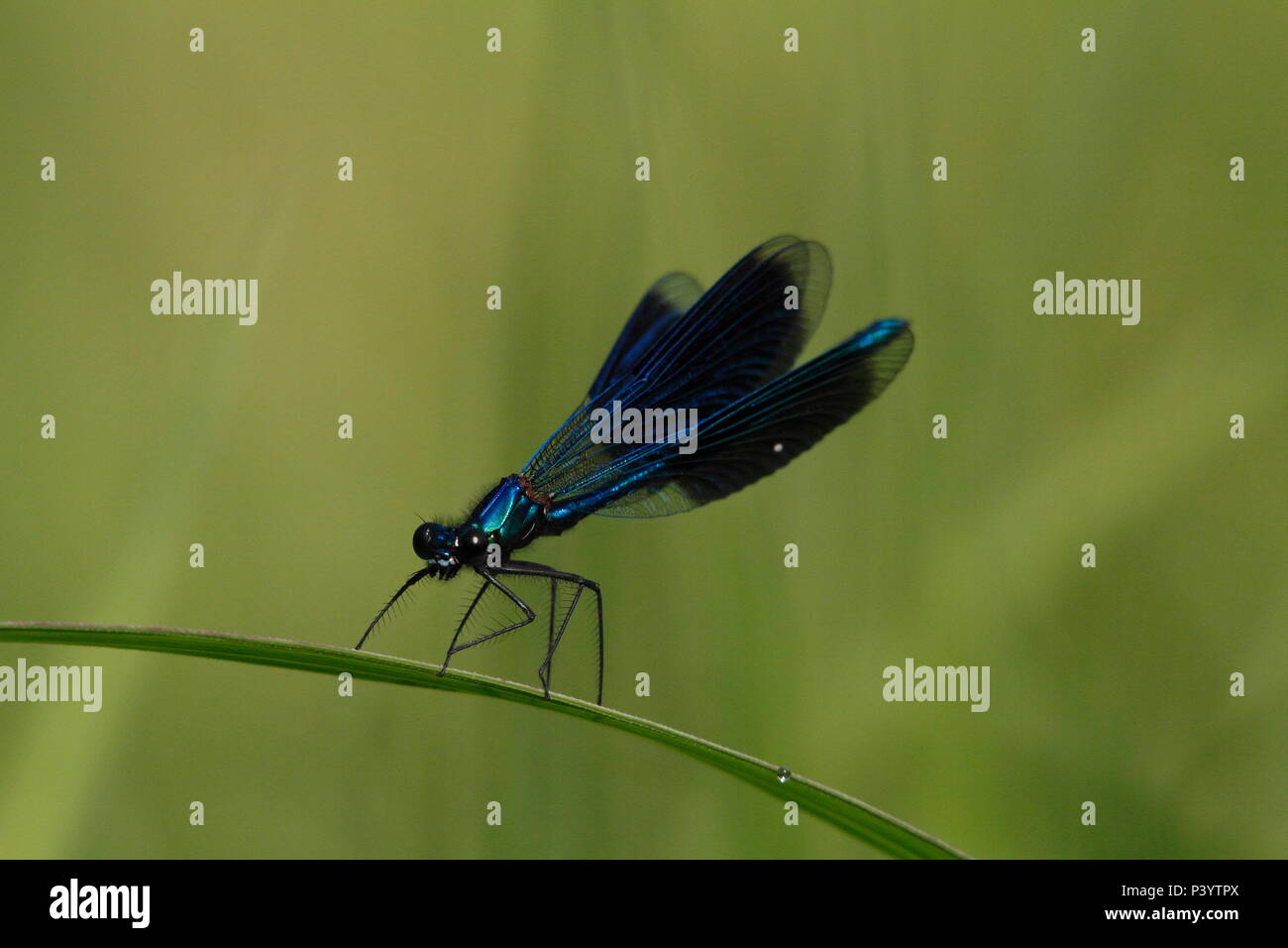 Splendens libelle hi-res stock photography and images - Alamy