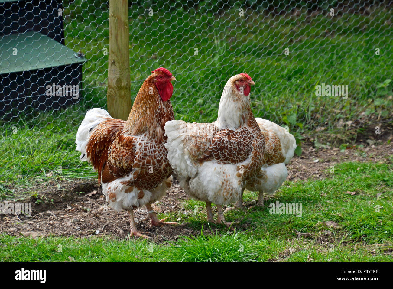 Legbar Chicken High Resolution Stock Photography and Images - Alamy