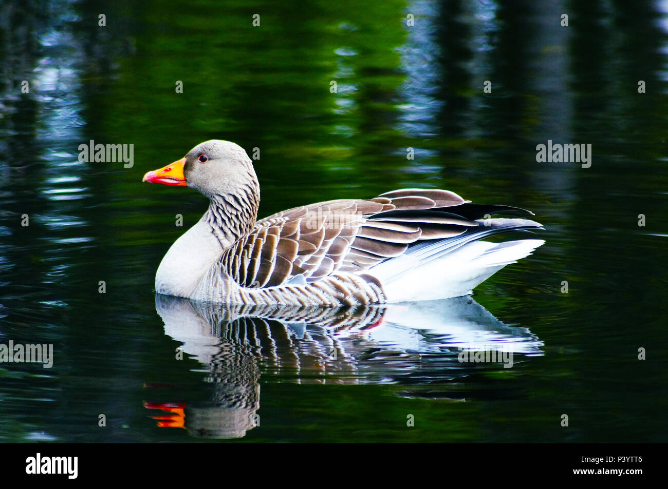 Goose feather trees hi-res stock photography and images - Alamy