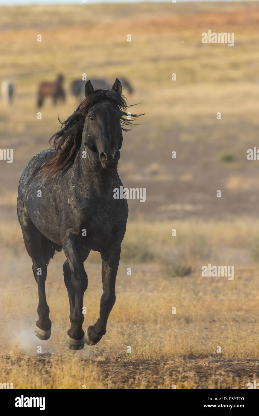 Wild Horse Stallion Stock Photo - Alamy