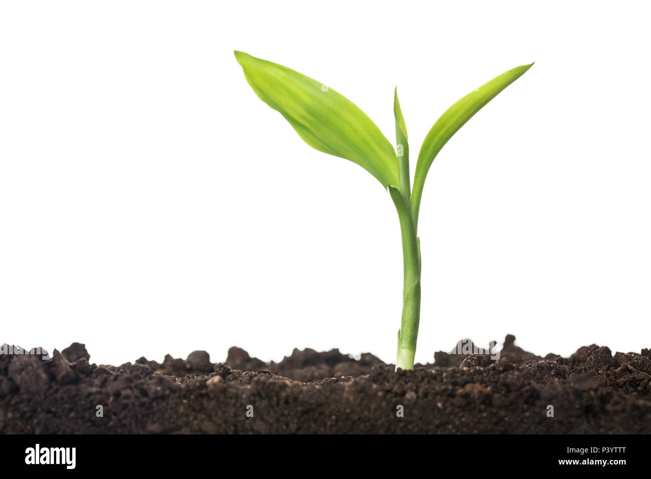 New sprout plant hi-res stock photography and images - Alamy