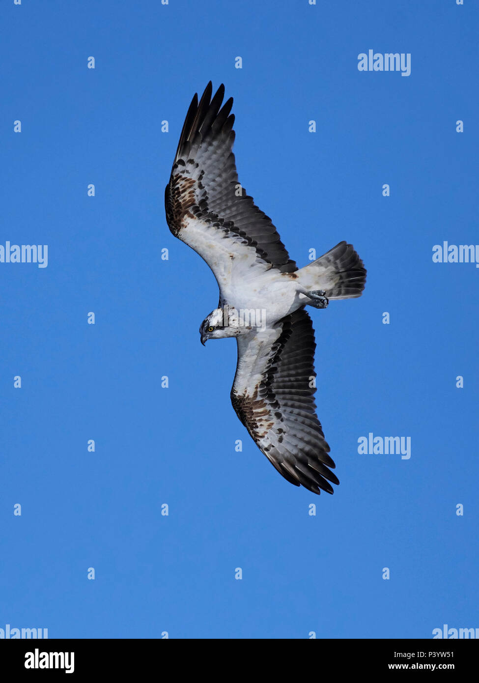 Osprey in flight in its natural habitat Stock Photo - Alamy