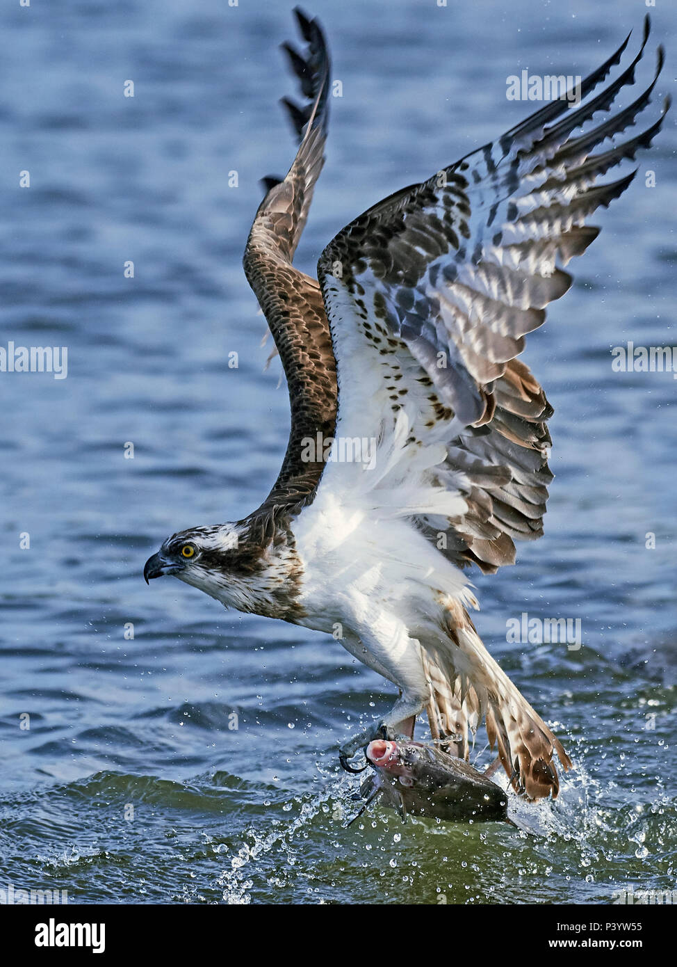 Osprey in flight in its natural habitat Stock Photo - Alamy