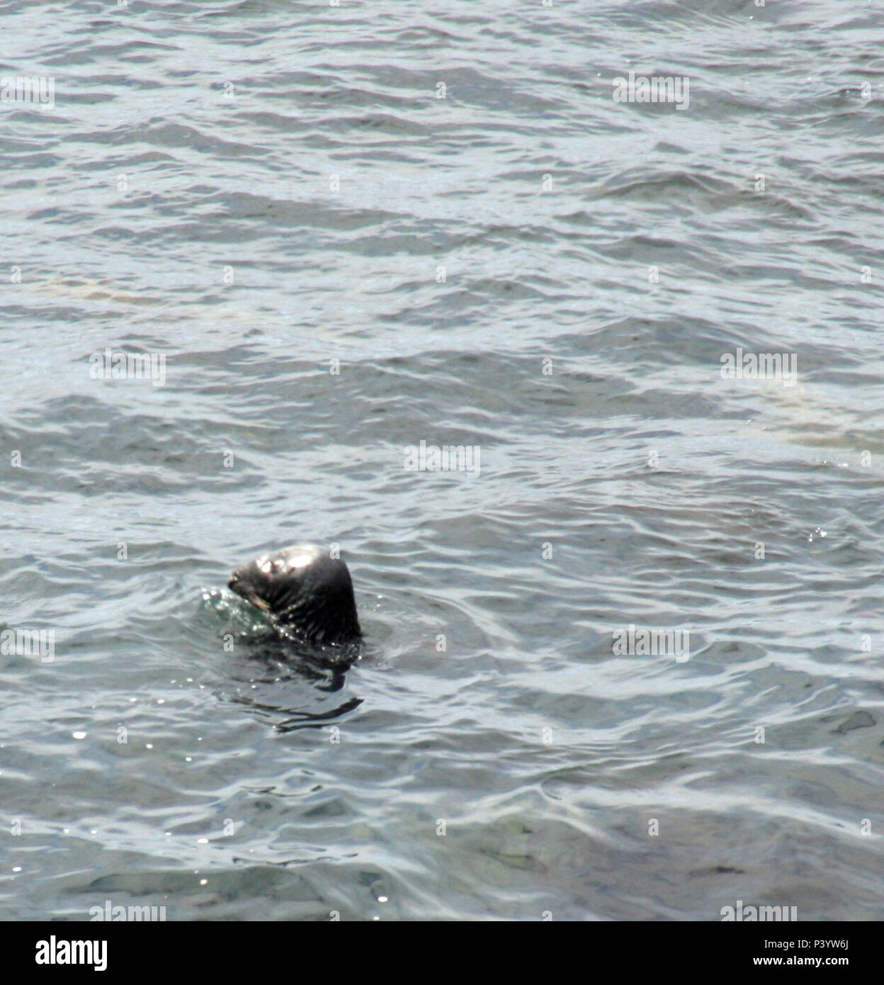 Seal swimming in english sea hi-res stock photography and images - Alamy