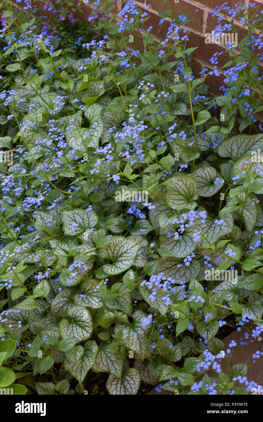 Brunnera macrophylla 'Jack Frost' Stock Photo - Alamy