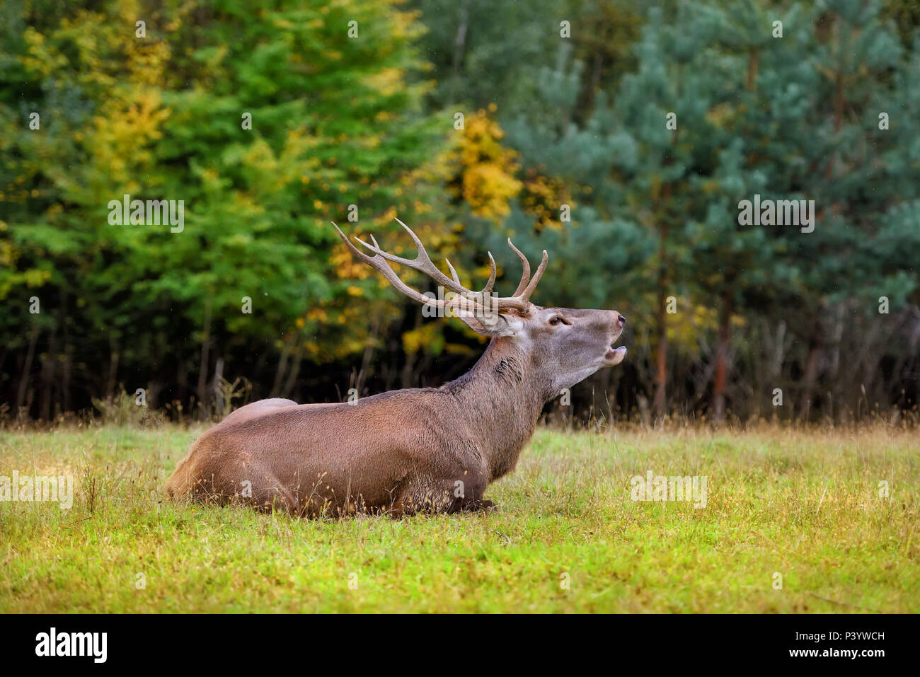 Rutting ground hi-res stock photography and images - Alamy