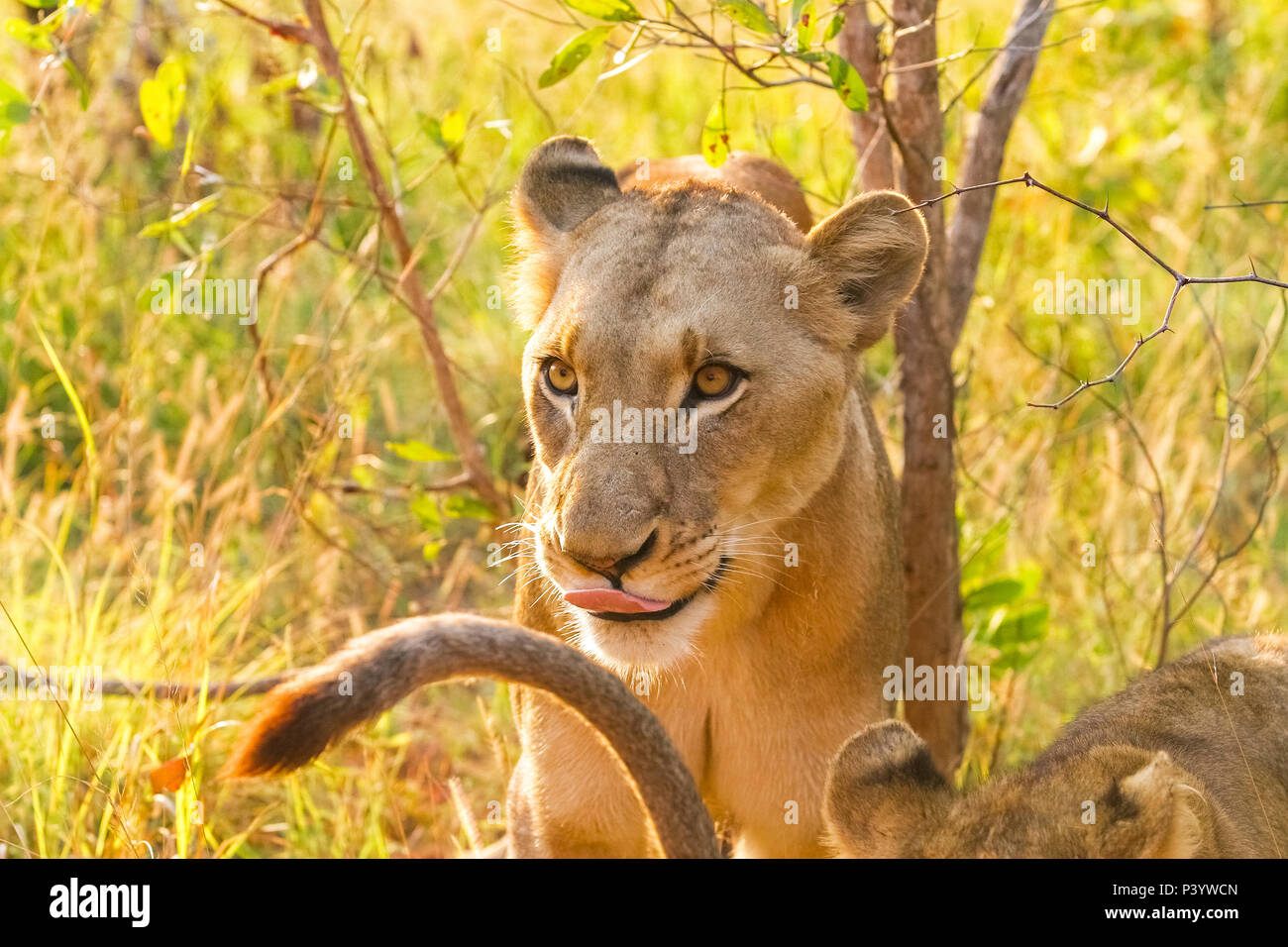 Close up of a female African Lion in a South African wildlife game ...