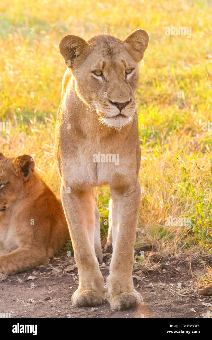Close up of a female African Lion in a South African wildlife game ...