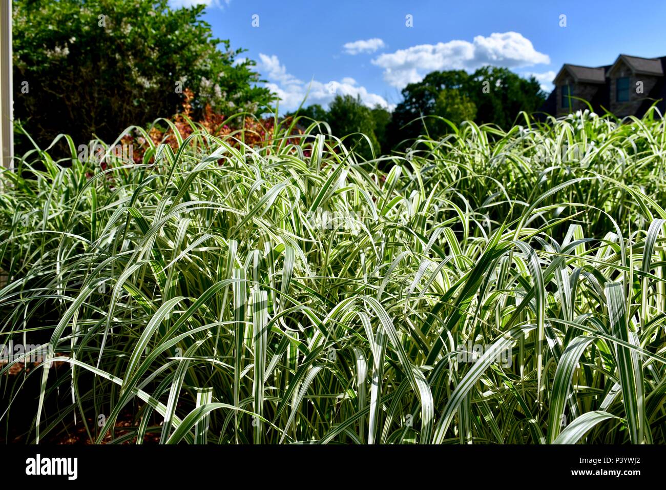 Long grass garden nature hi-res stock photography and images - Alamy