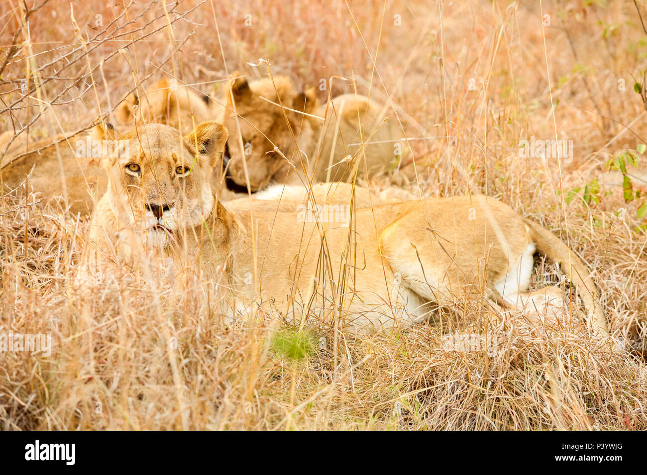 Lion hiding in grass waiting hi-res stock photography and images - Alamy