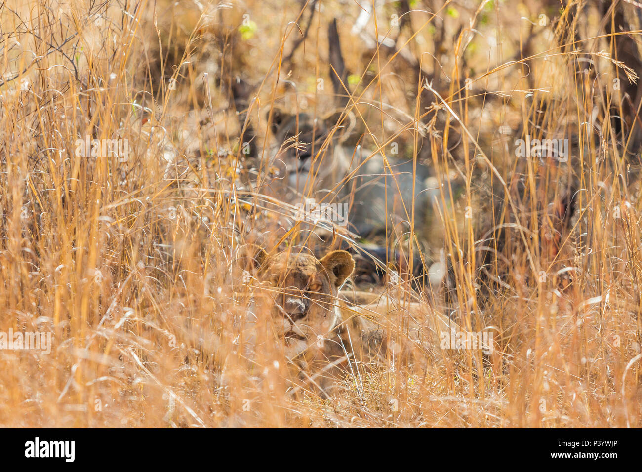 Lion hiding in grass waiting hi-res stock photography and images - Alamy
