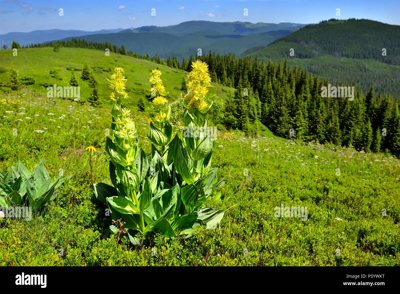 Gentian (Gentiana lutea) on a background of mountains and blue sky ...