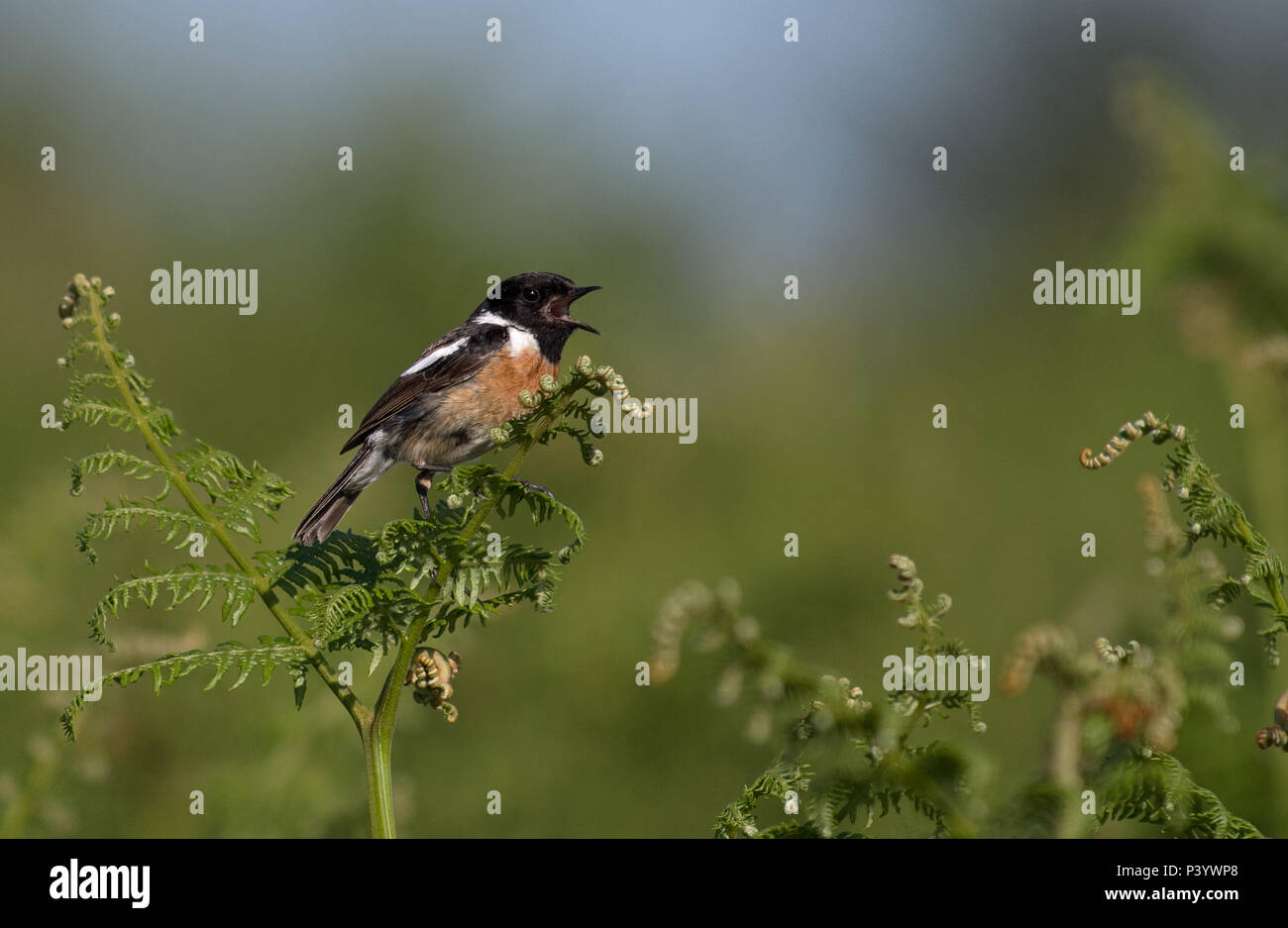 Song bird chat turdidae hi-res stock photography and images - Alamy