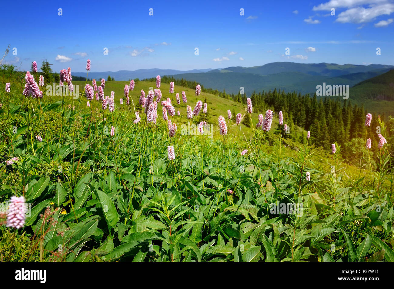 Common bistort (Persicaria bistorta) growing in the mountains Stock ...