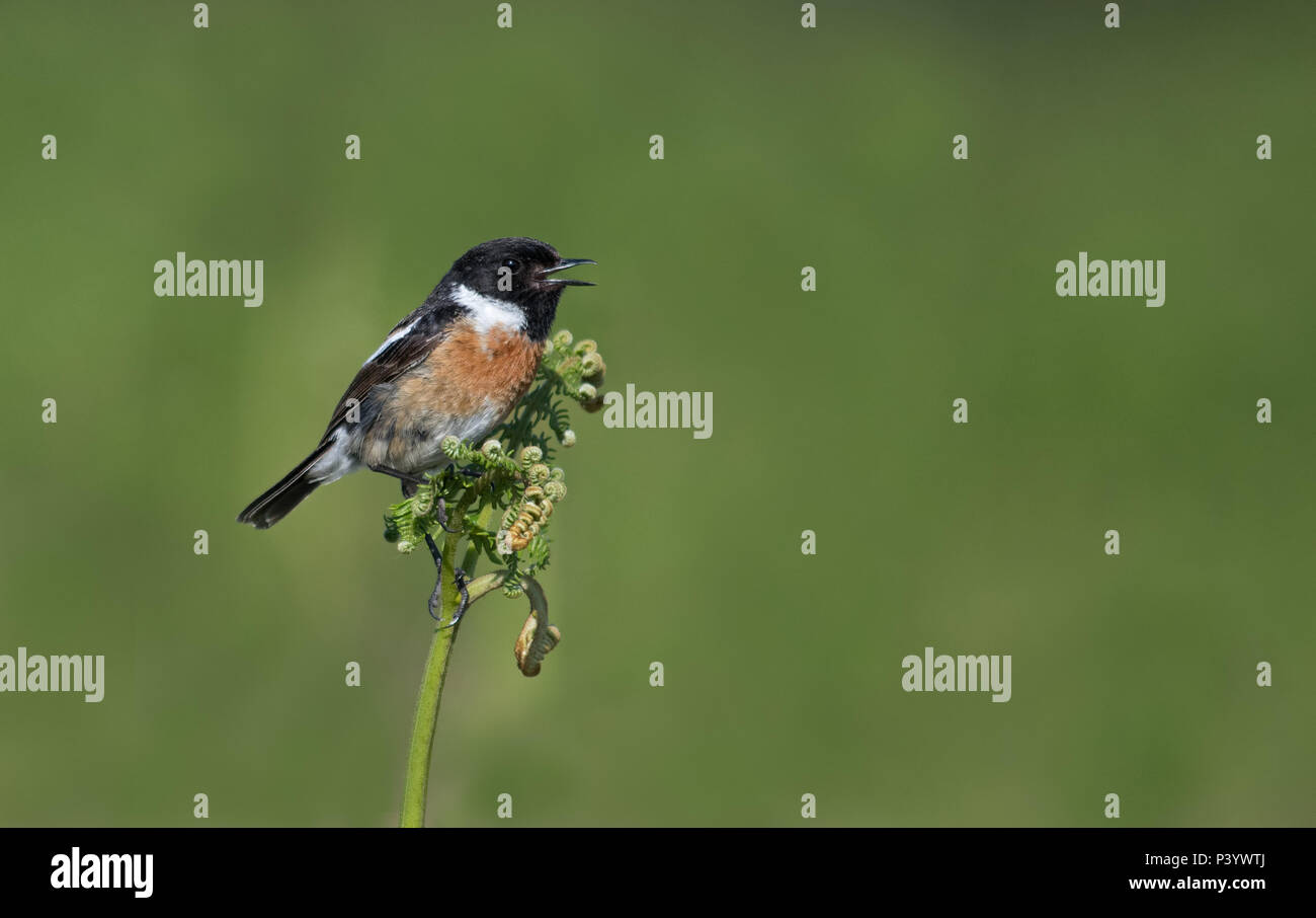 Male Stonechat-Saxicola torquata in song. Uk Stock Photo - Alamy