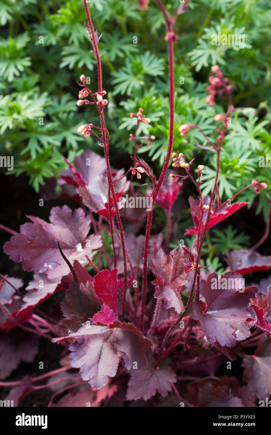 Red heuchera hi-res stock photography and images - Alamy