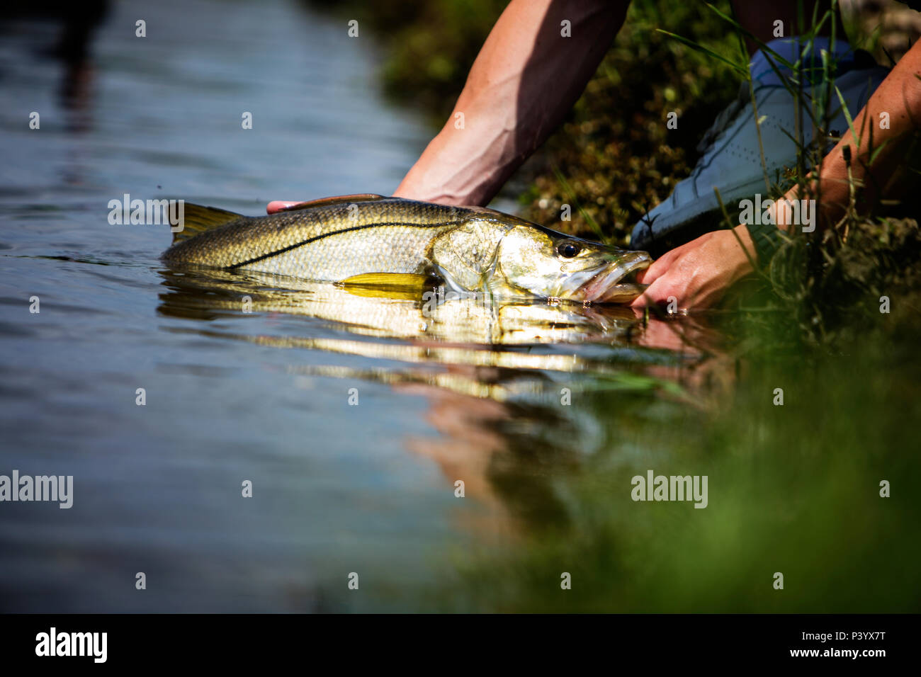 Snook hi-res stock photography and images - Alamy