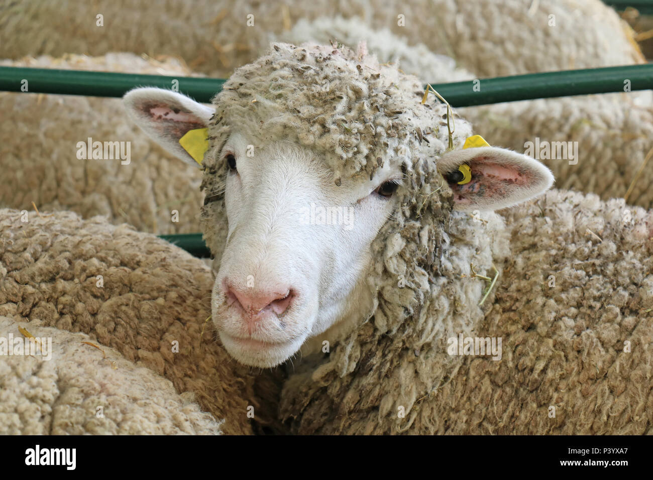 Sheep looking in camera inside animal farm among other sheep Stock ...