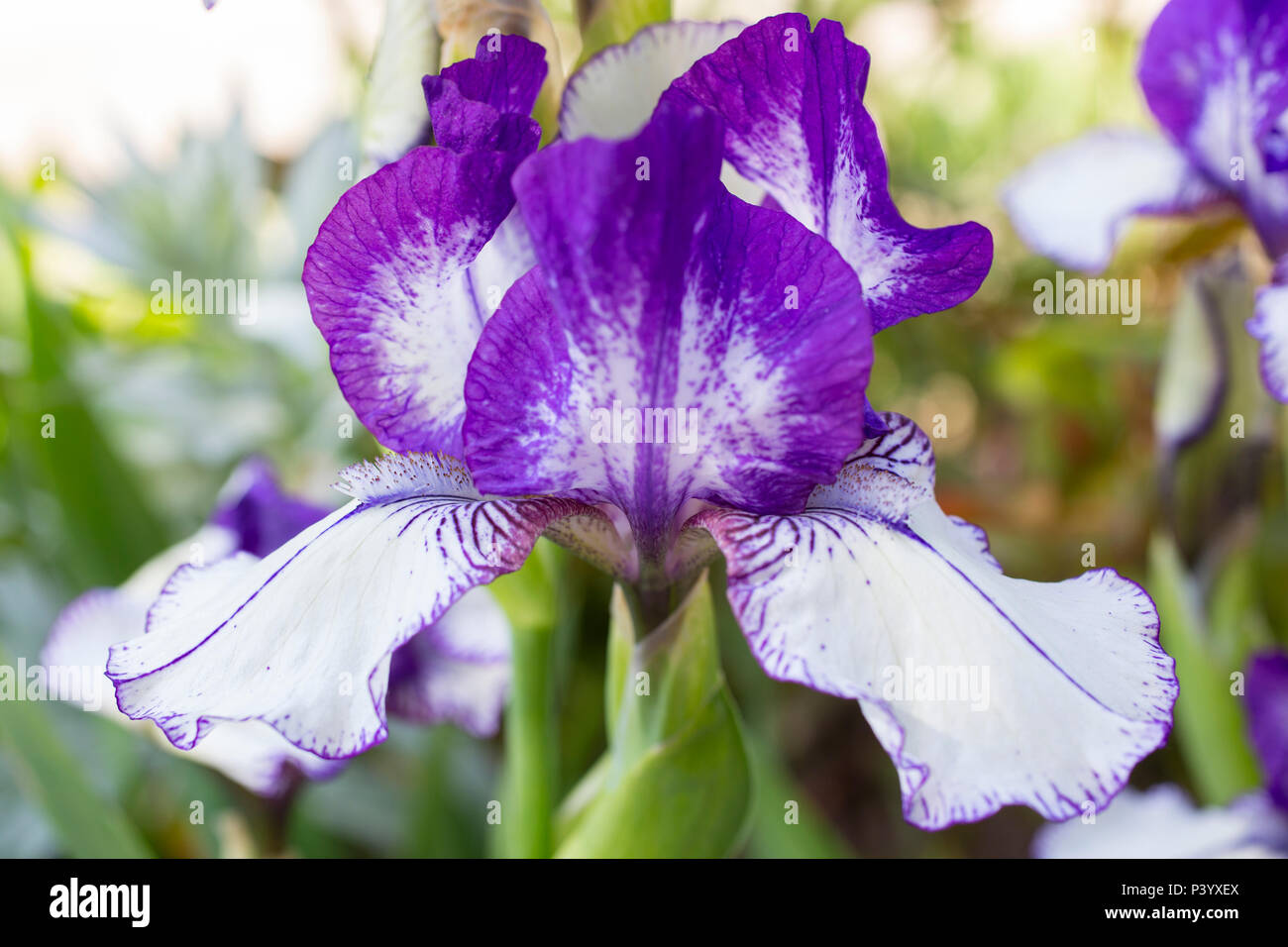 Iris 'Delicate Image' Stock Photo - Alamy