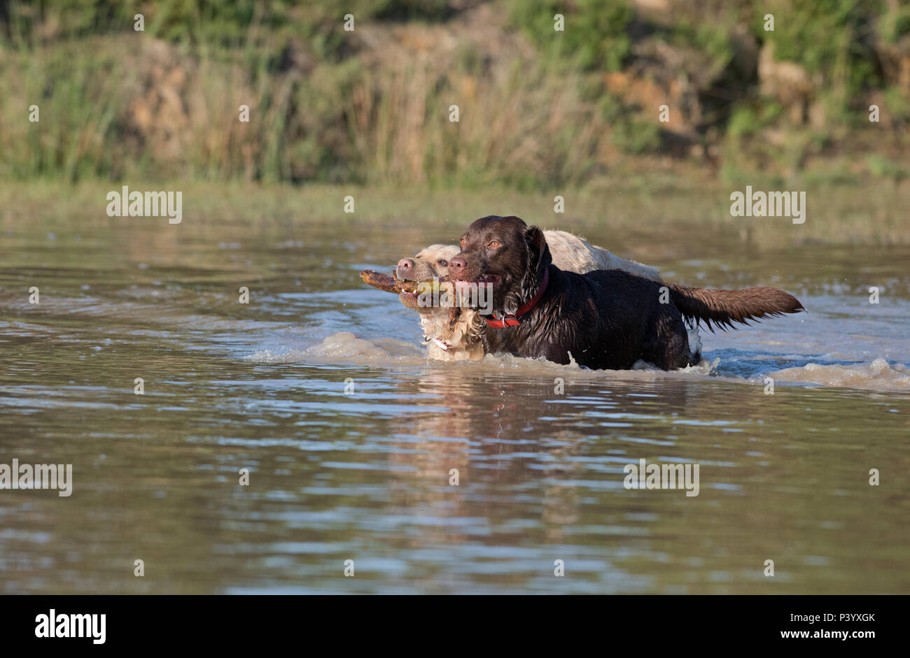 Golden retriever labrador dogs playing hi-res stock photography and ...