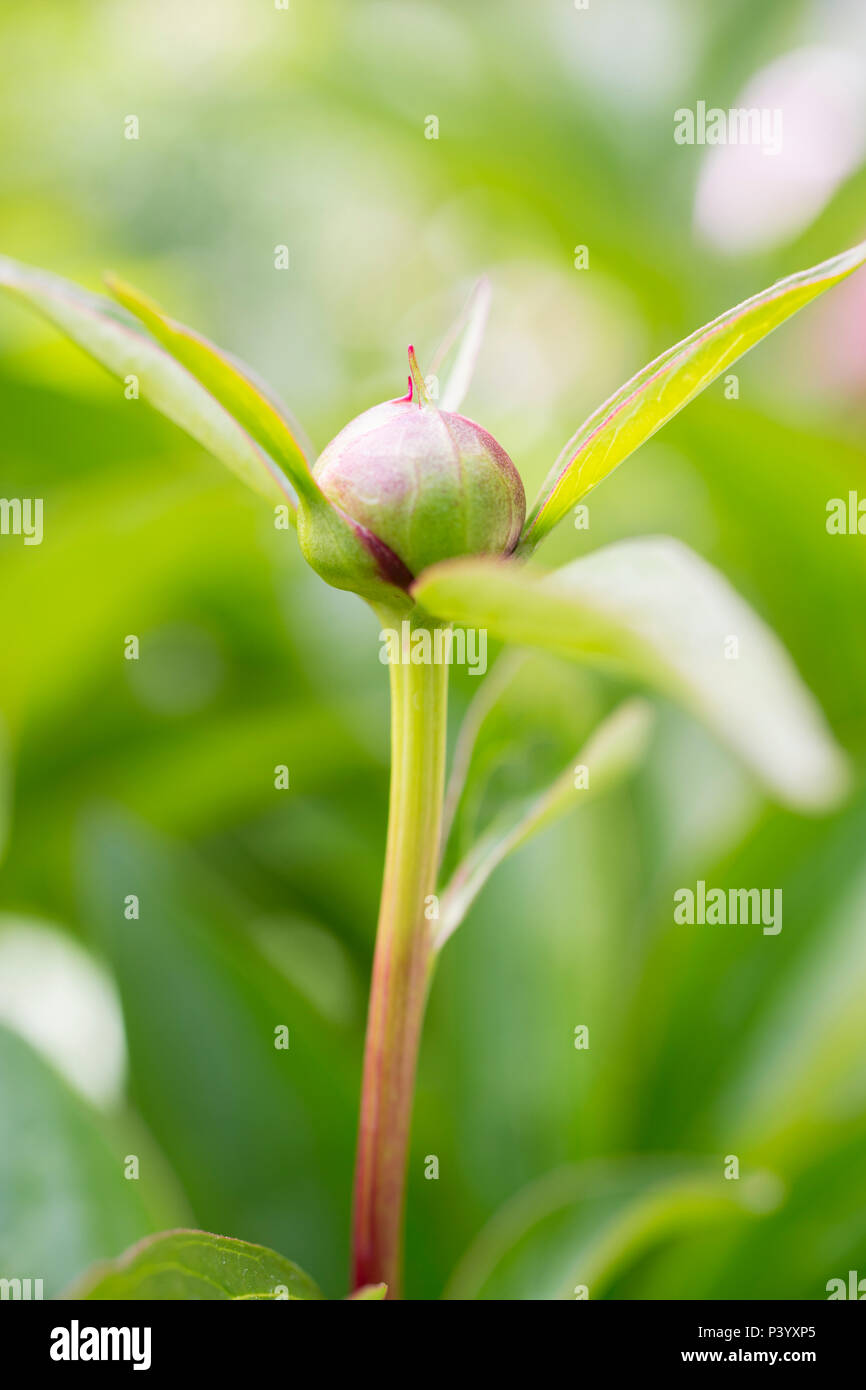 Closed peony hi-res stock photography and images - Alamy