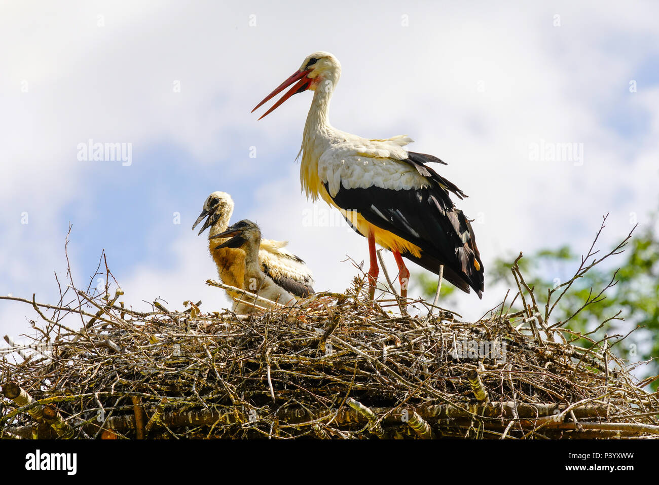 White storks (Ciconia ciconia) with chicks in the nest, Switzerland ...