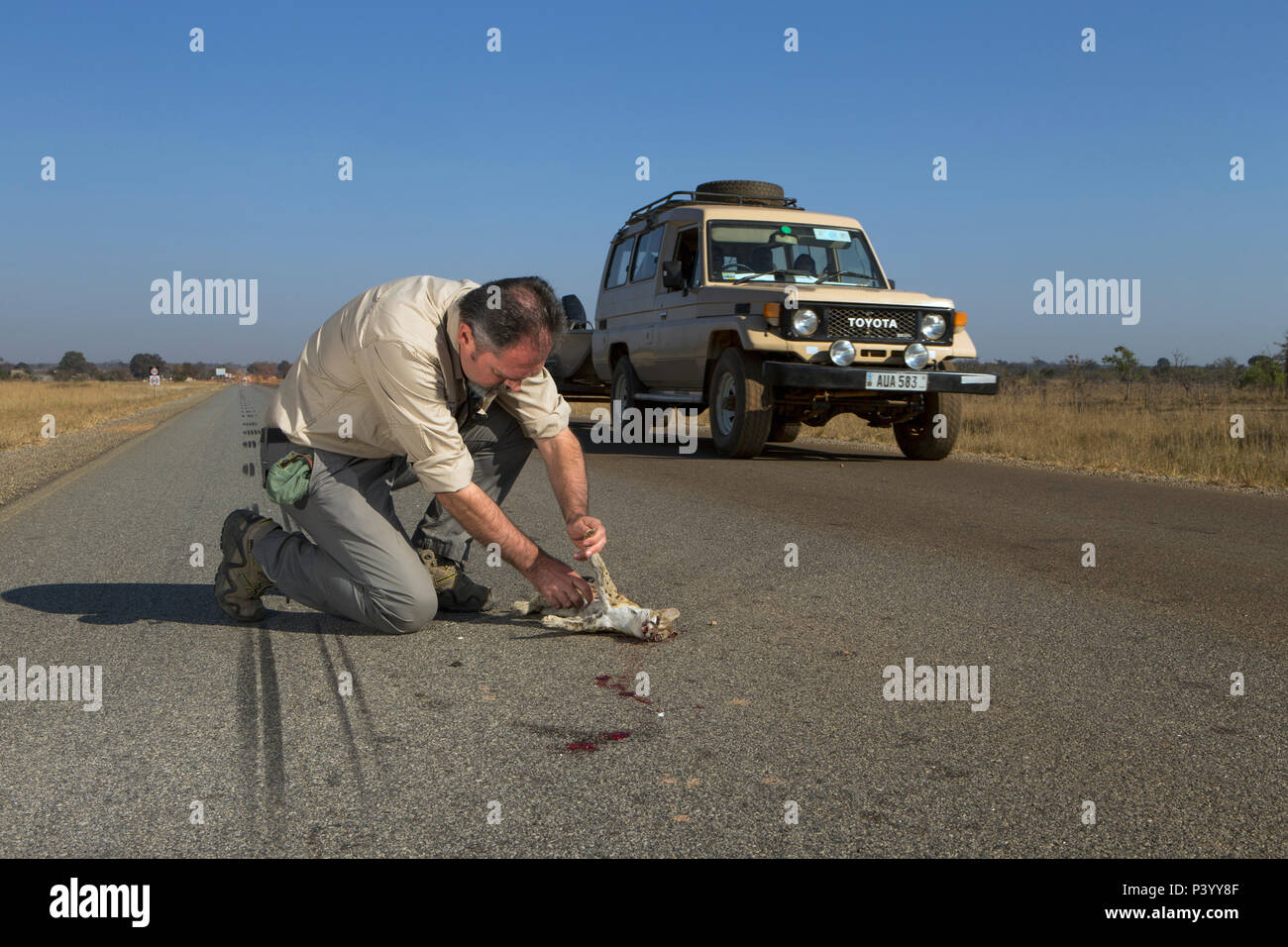 Panther Genet (Genetta maculata) male killed on road, examined by ...
