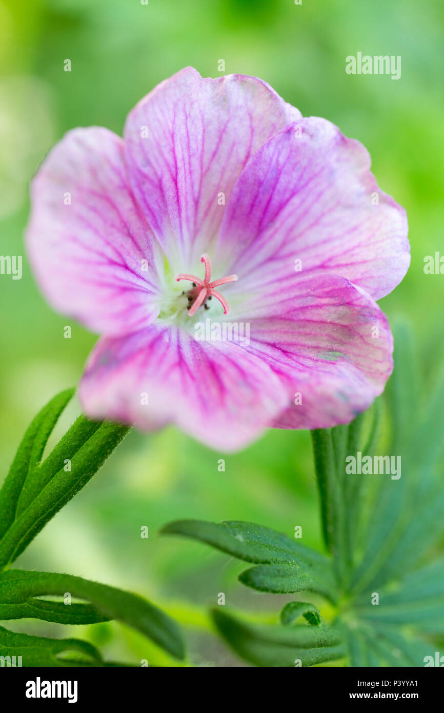 Geranium elke hi-res stock photography and images - Alamy