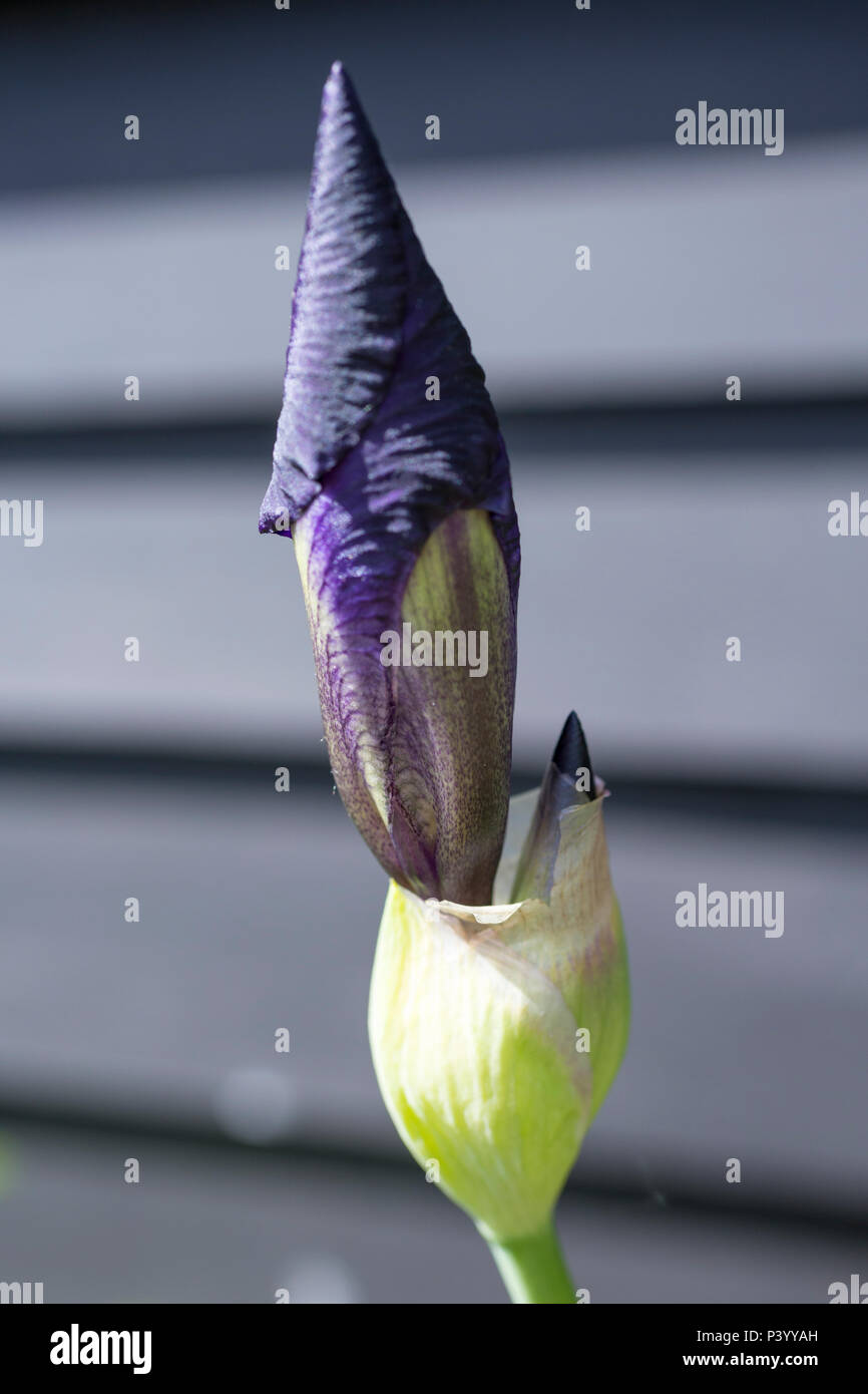 Purple bearded iris sable hi-res stock photography and images - Alamy