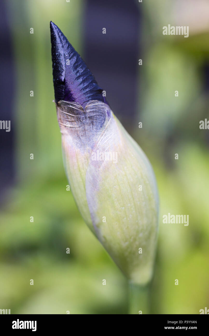 Purple bearded iris sable hi-res stock photography and images - Alamy