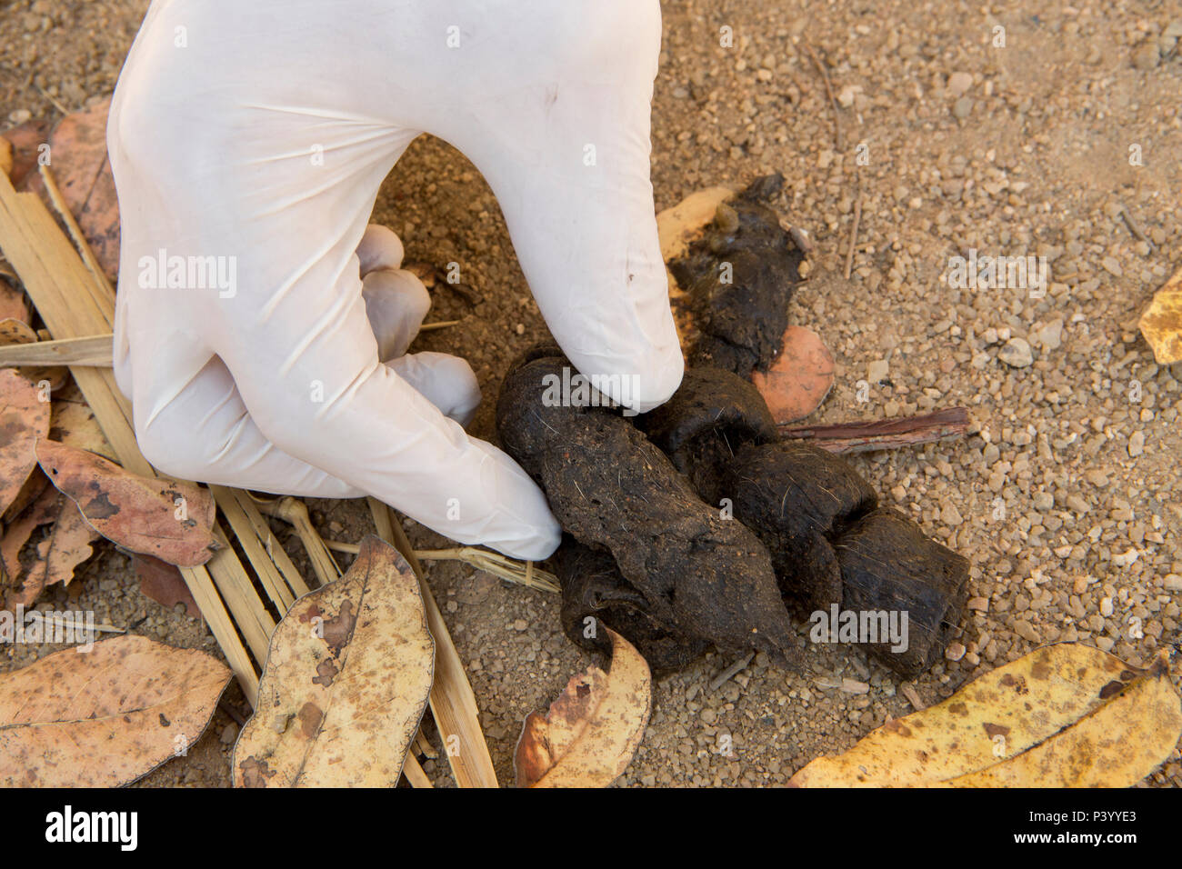 Leopard (Panthera pardus) biologist, Jake Overton, collecing scat ...