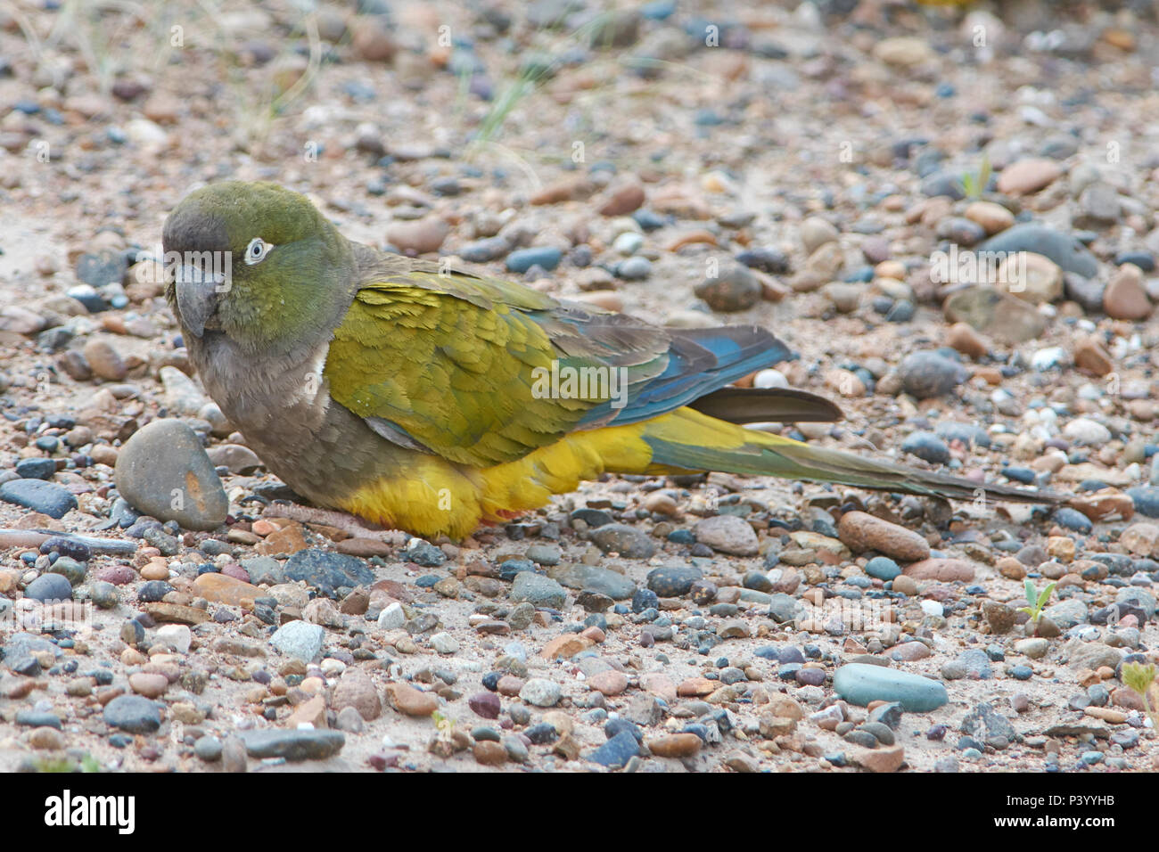 Burrowing Parrot (Cyanoliseus patagonus), Puerto Madryn, Argentina ...