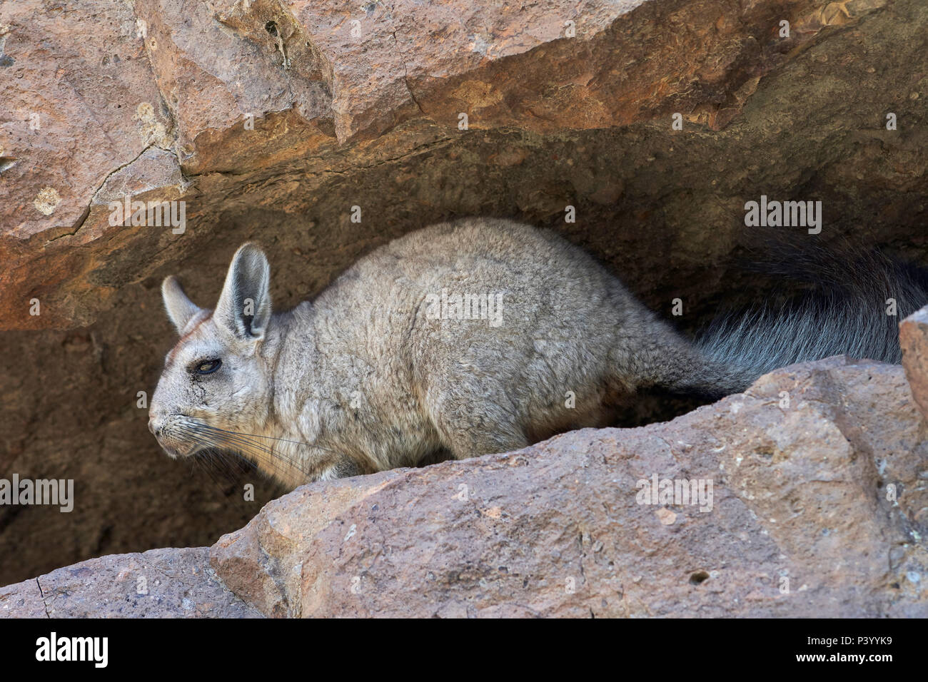 Southern Viscacha (Lagidium viscacia), Patagonia, Argentina Stock Photo ...