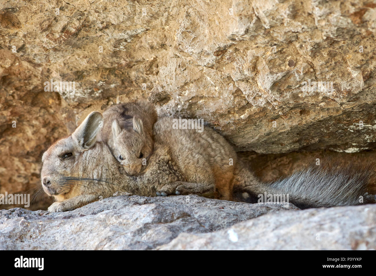 Southern Viscacha (Lagidium viscacia) mother and young, Patagonia ...