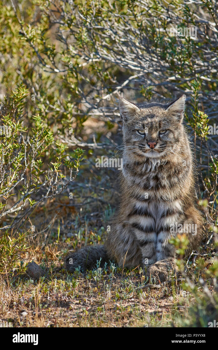 Pampas Cat (Leopardus colocolo), Peninsula Valdez, Argentina Stock ...
