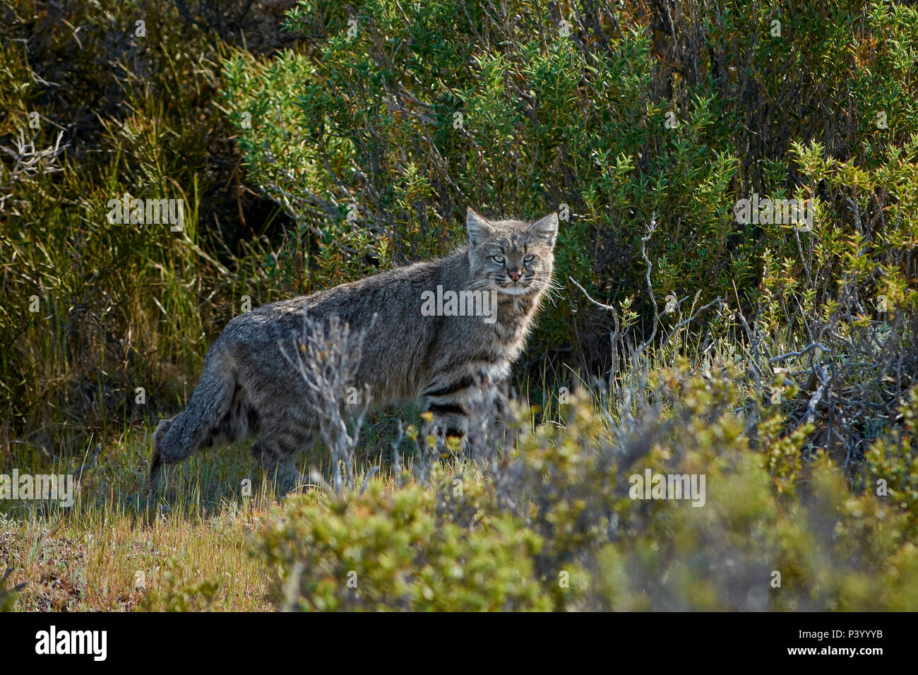 Pampas Cat (Leopardus colocolo), Peninsula Valdez, Argentina Stock ...