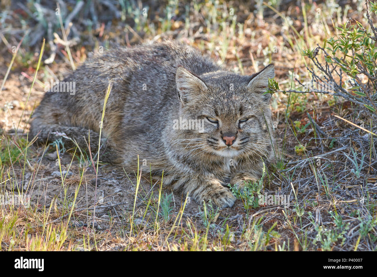 Pampas Cat (Leopardus colocolo), Peninsula Valdez, Argentina Stock ...