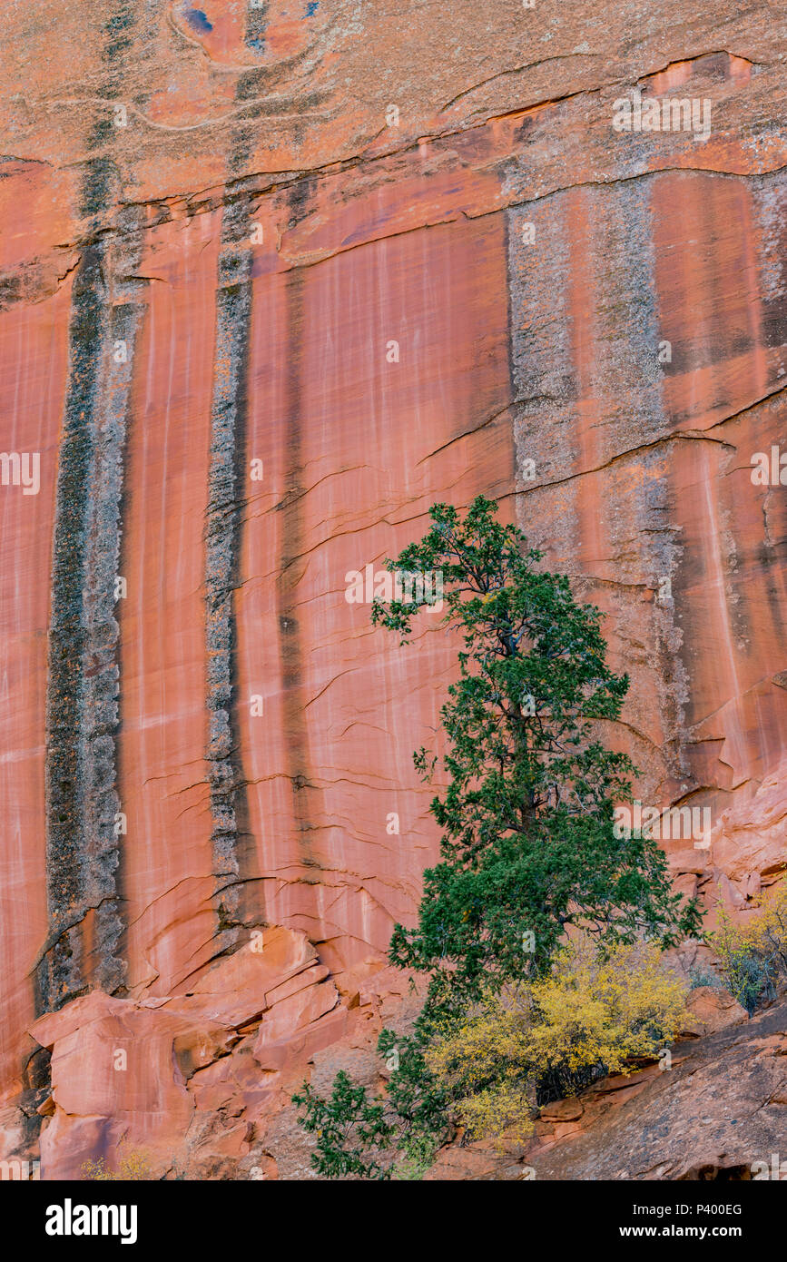 Ponderosa Pine (Pinus ponderosa) tree and water-stained cliff, Long ...