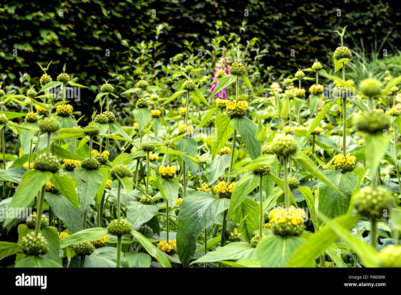 Phlomis russeliana, Turkish sage, Phlomis samia Boiss, herbaceous plant ...