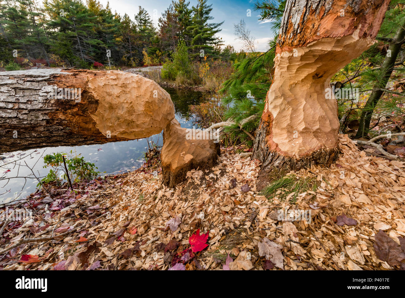 American Beaver (Castor canadensis) chewed trees, Acadia National Park ...